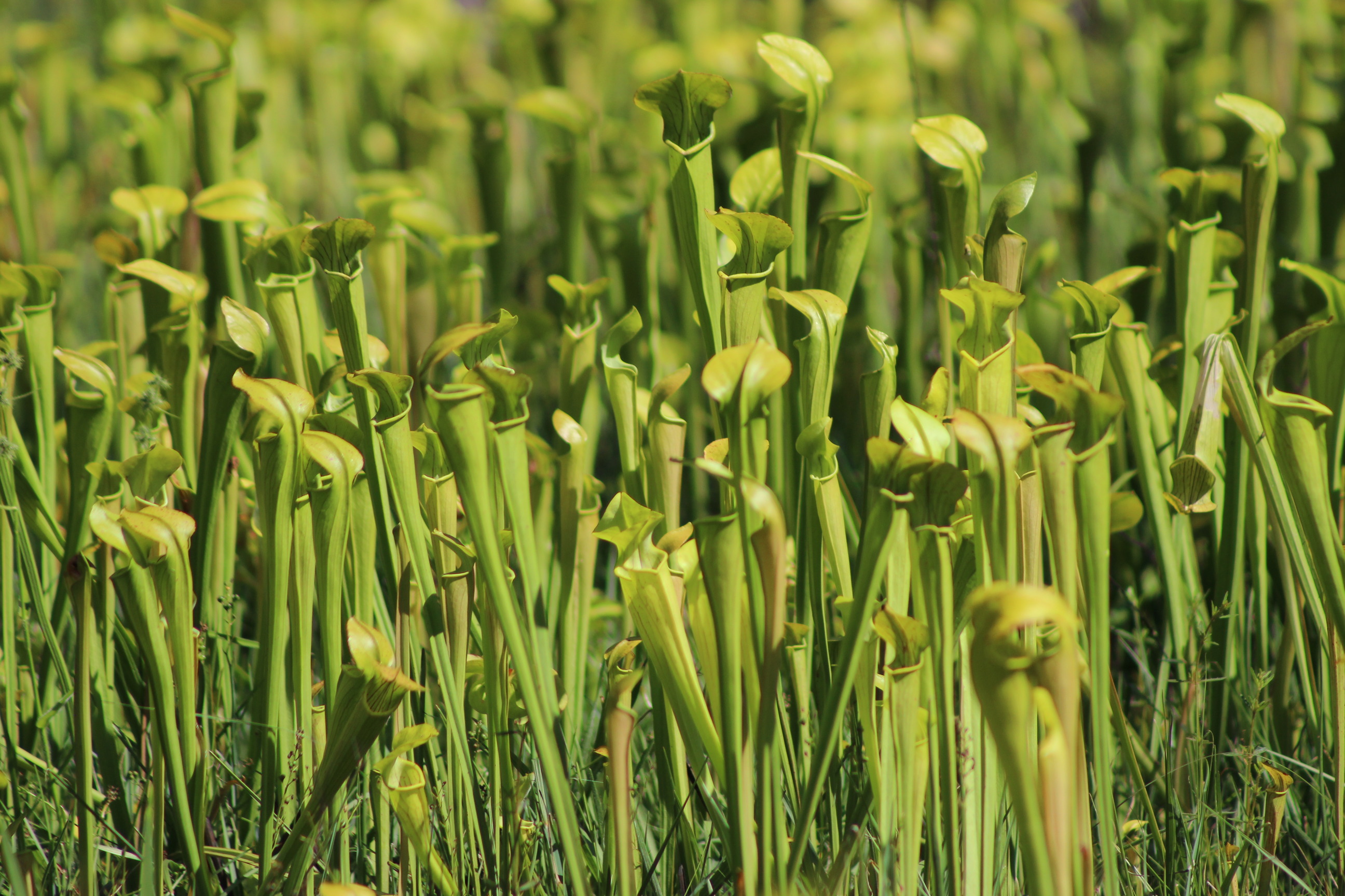 Where to See Carnivorous Plants in the Wild in the US: Venus Flytraps ...