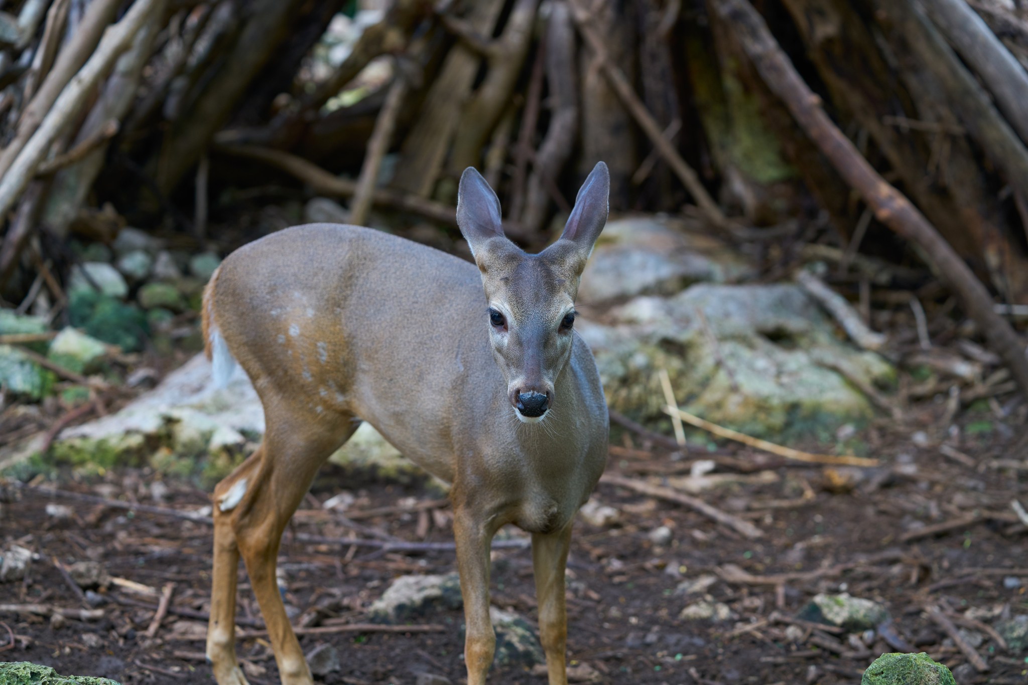 10 Jungle Creatures I Came Face-to-Face with at Sandos Caracol Eco ...