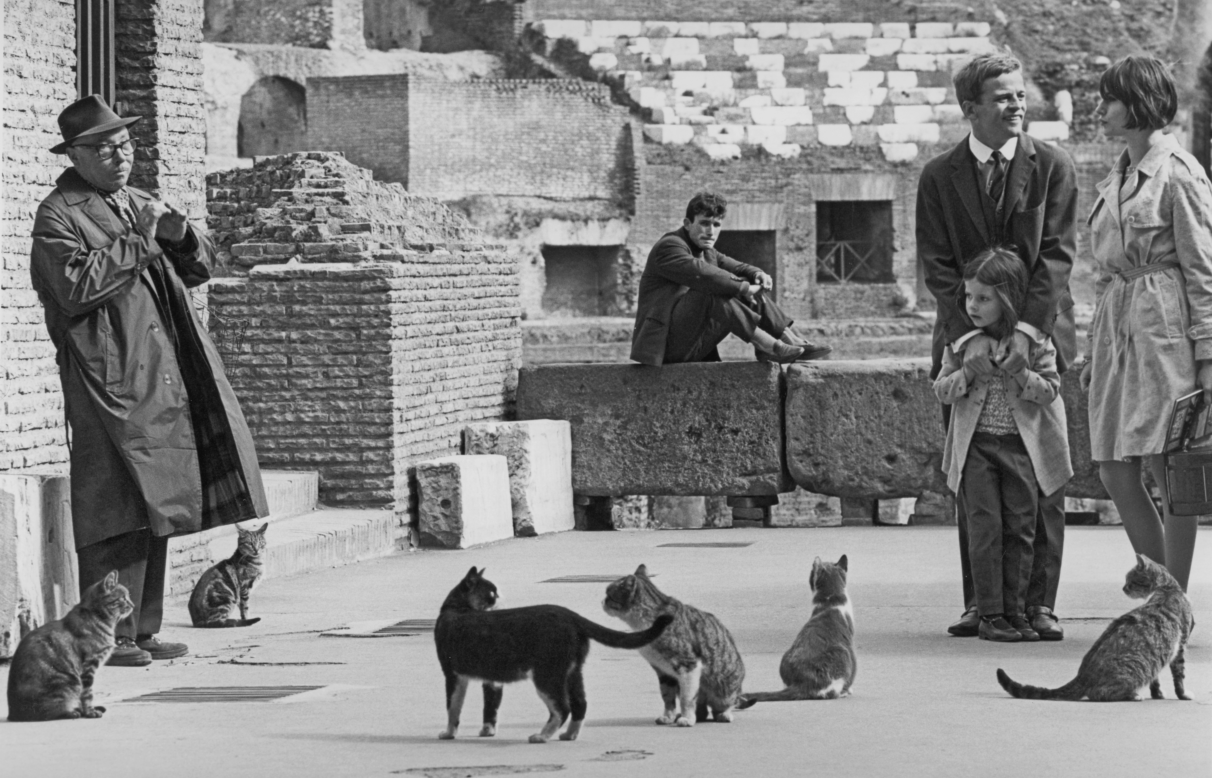 Meet Augustus, the Reigning Cat-Emperor of Rome’s Colosseum | TravelAwaits