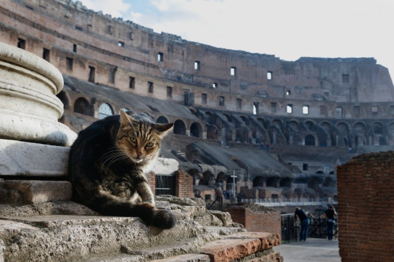 Meet Augustus, the Reigning Cat-Emperor of Rome’s Colosseum | TravelAwaits
