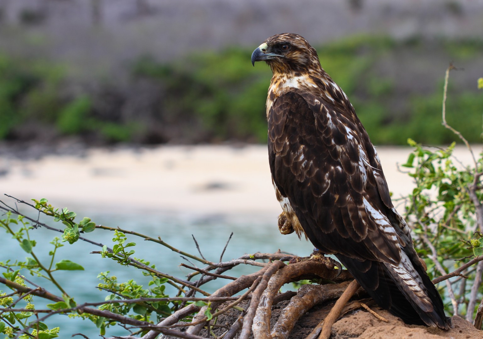 What Animals Can You See on the Galapagos Islands? Top 10 Sightings ...