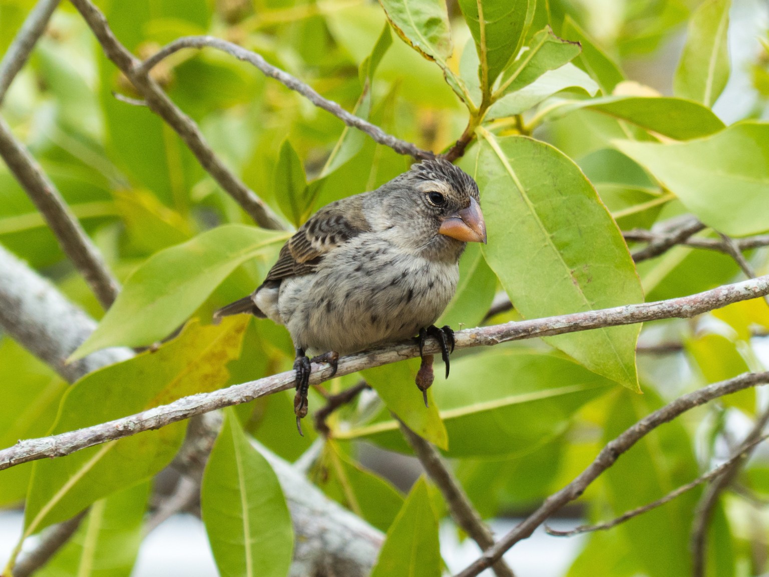 What Animals Can You See on the Galapagos Islands? Top 10 Sightings ...