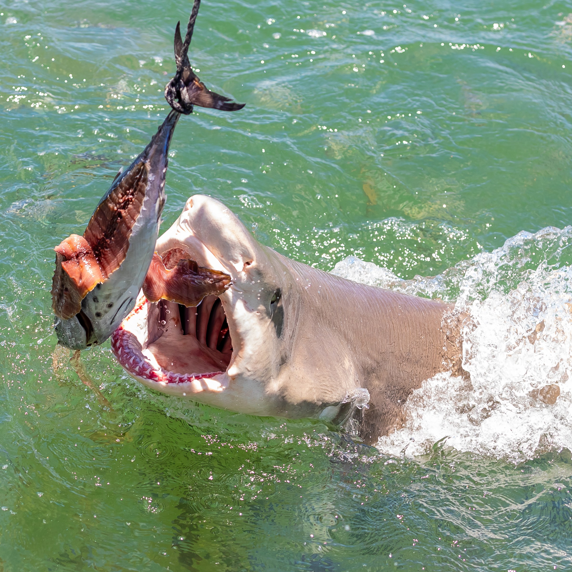 How to See Sharks in Key West: 6 Options | TravelAwaits