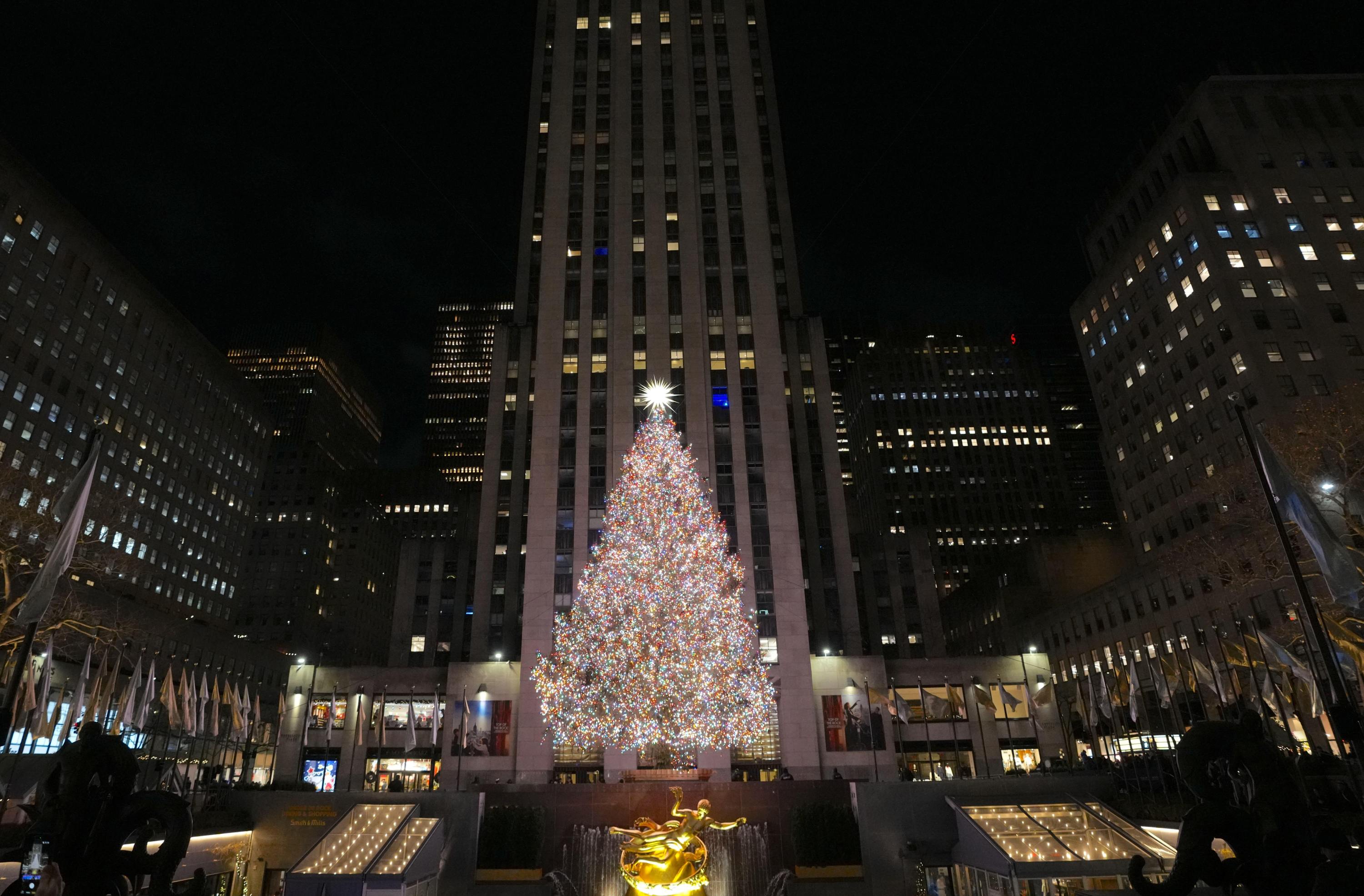 Where Can You Find the Biggest Christmas Trees in the World? 6 Tallest ...