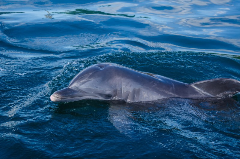 Mexico Slowly Moving to Release Captive Dolphins by 2026 Deadline ...